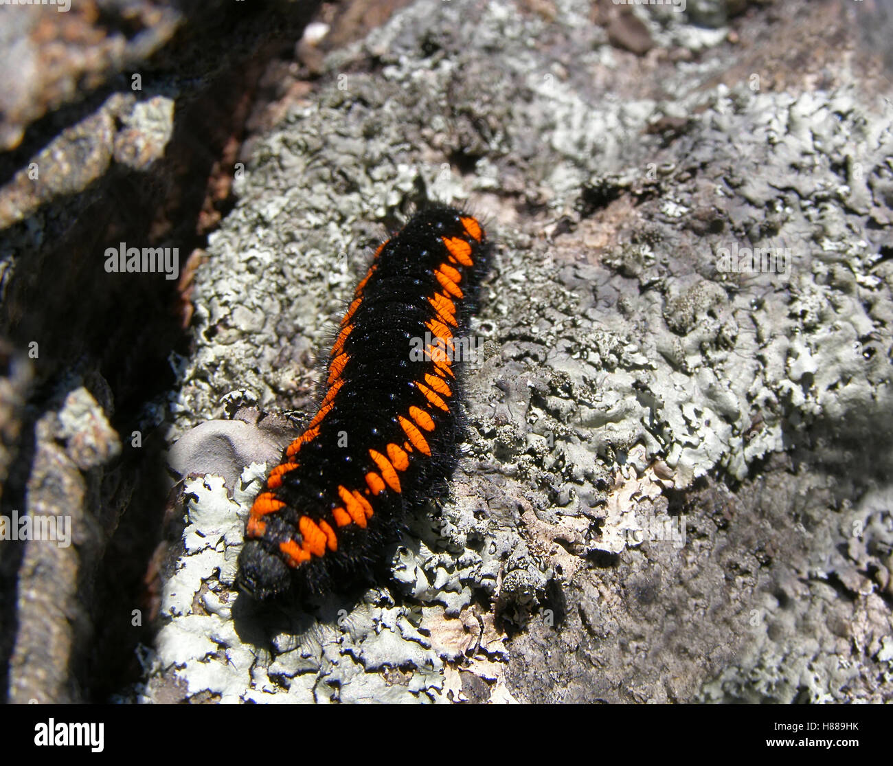 Caterpillar rare Parnassius apollo in natural conditions of a habitat ...