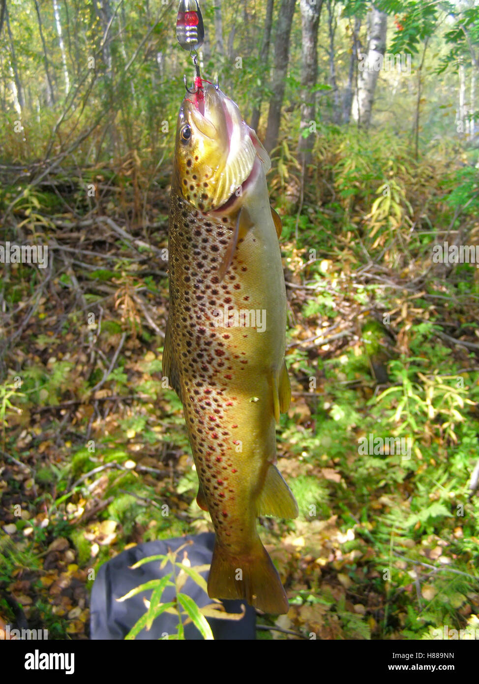 Bulltrout hi-res stock photography and images - Alamy