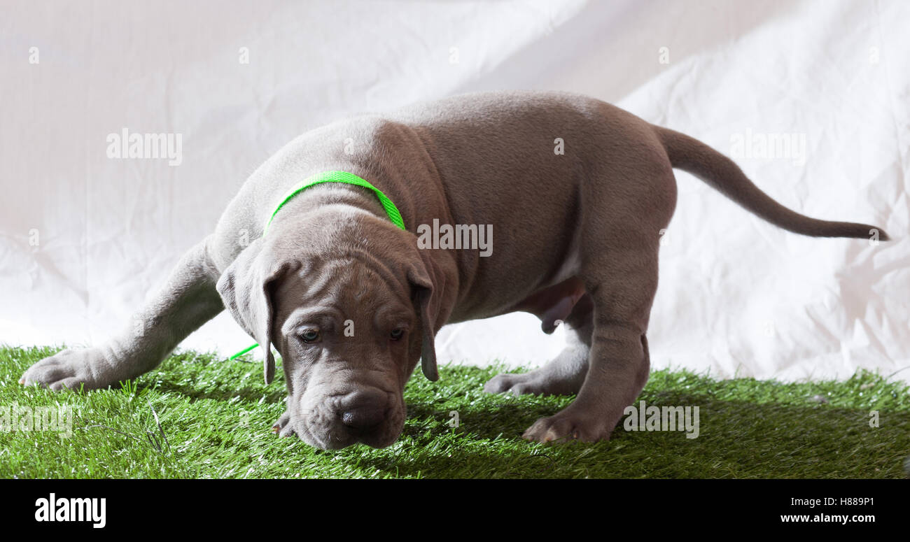 Great dane paws and feet hi-res stock photography and images - Alamy