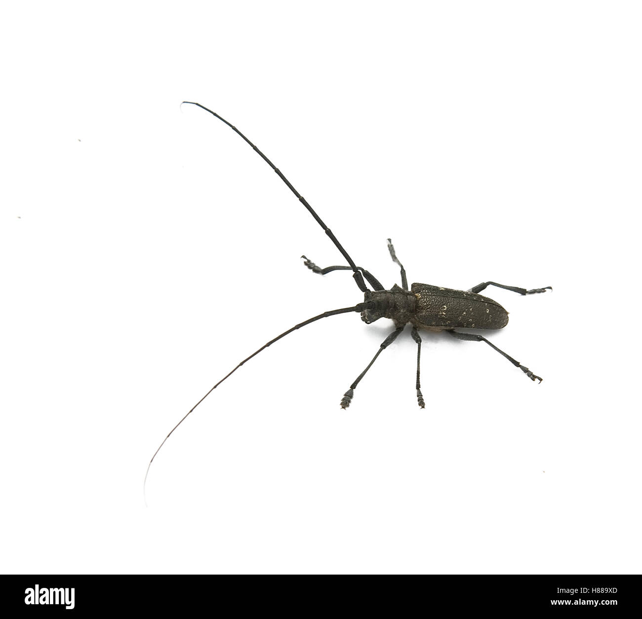 The fur-tree capricorn beetle with very long moustaches close up Stock ...