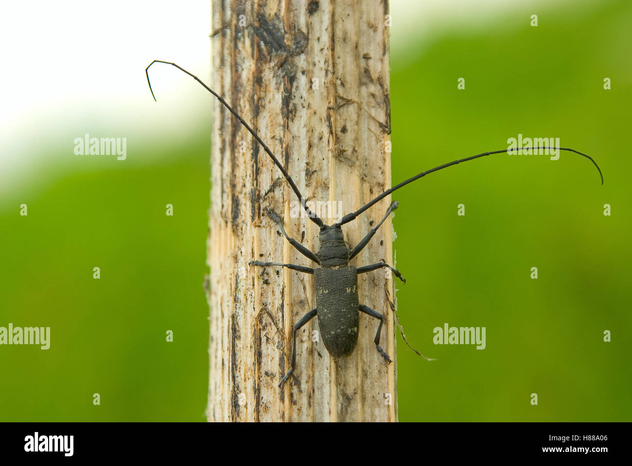 The fur-tree capricorn beetle with very long moustaches close up Stock ...