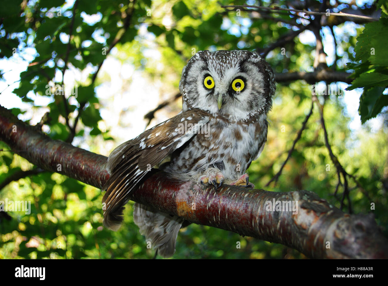 Owl (Aegolius funereus) on a tree branch in different poses Stock Photo ...