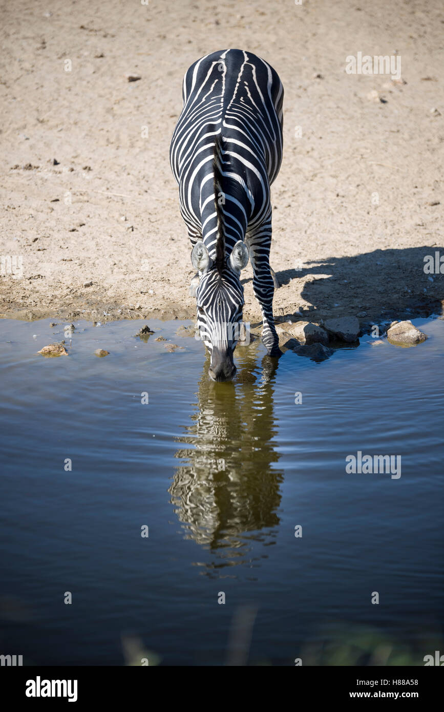 Zebra Drinking Water Drawing