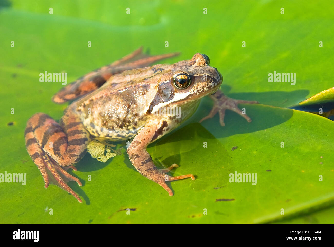 Frog sitting on water-lily leaf on the river Stock Photo - Alamy