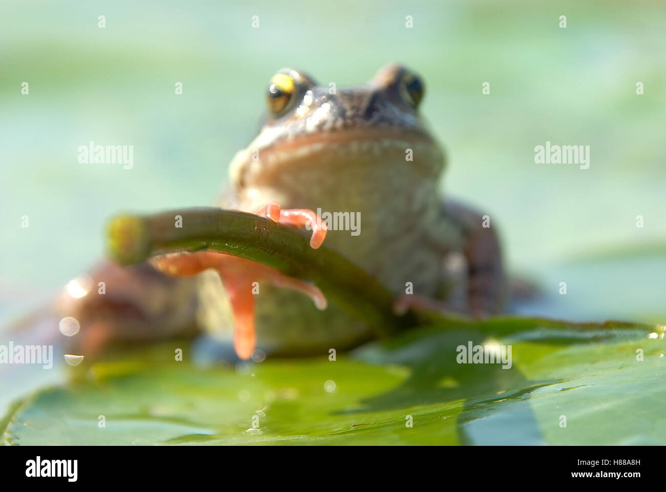 Frog clasped a stalk of a water plant a paw Stock Photo - Alamy