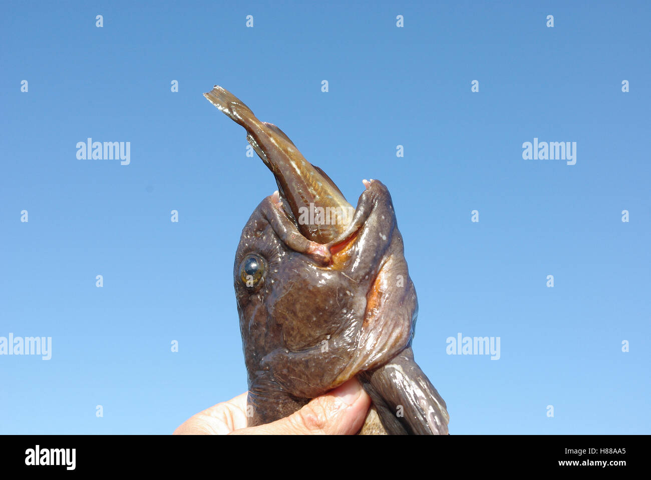 Photo of the big catfish with a cod sticking out of a mouth against the ...