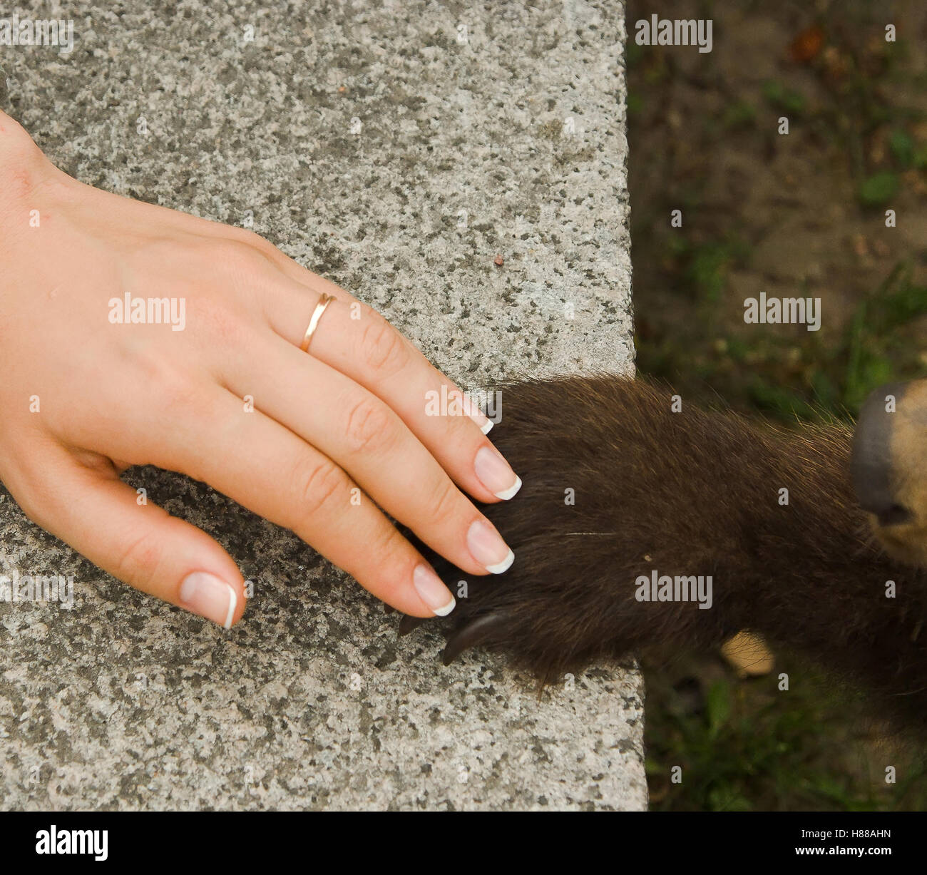 Hand shake of the person and bear Stock Photo - Alamy
