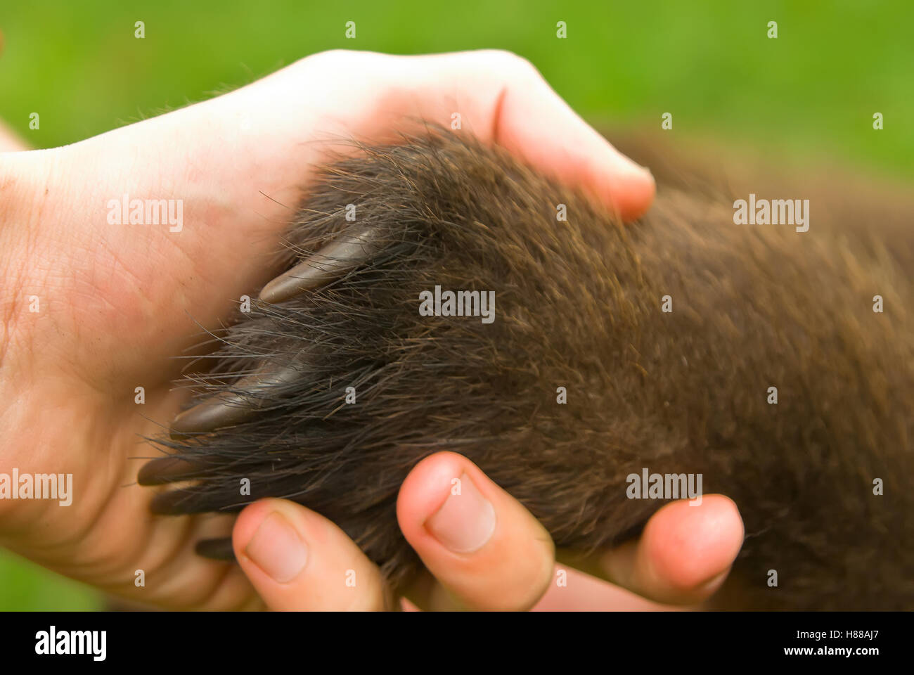 Hand shake of the person and bear Stock Photo - Alamy