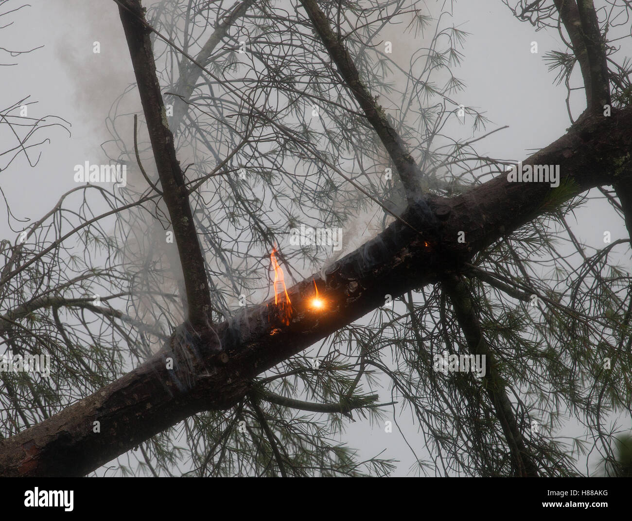 Evergreen tree that has fallen across power lines Stock Photo - Alamy