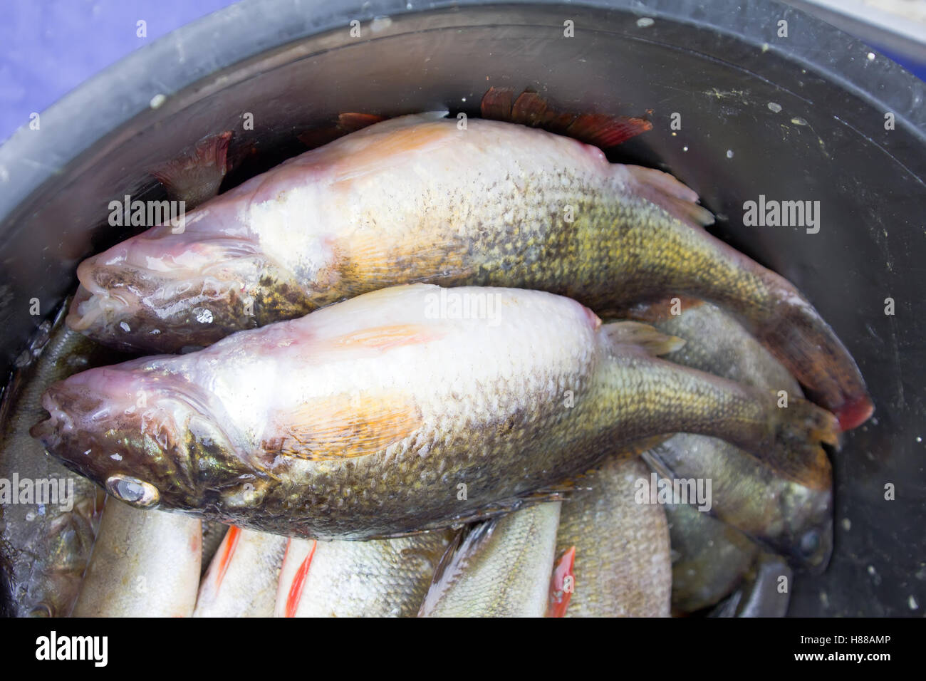 fishing on the Baltic Sea Stock Photo - Alamy