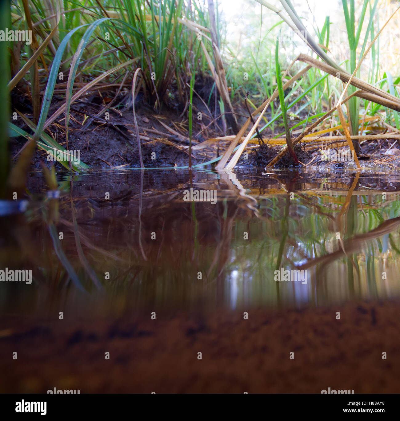 stream close up in the summer Stock Photo - Alamy