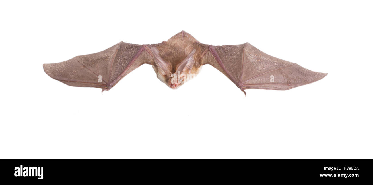 bat close up on a white background Stock Photo - Alamy