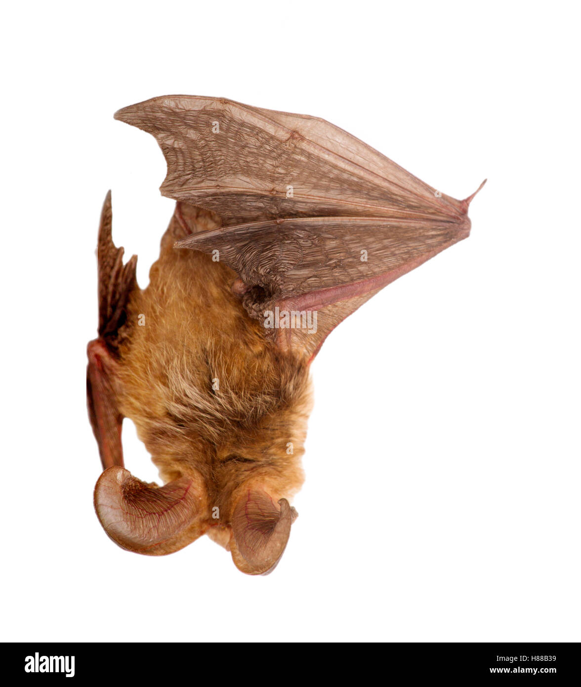 Bat cave Cut Out Stock Images & Pictures - Alamy