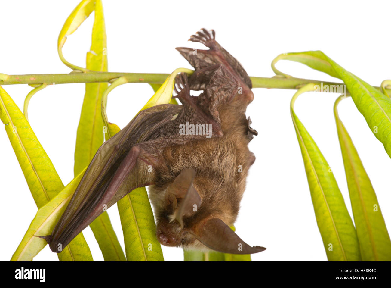 bat close up on branch Stock Photo - Alamy