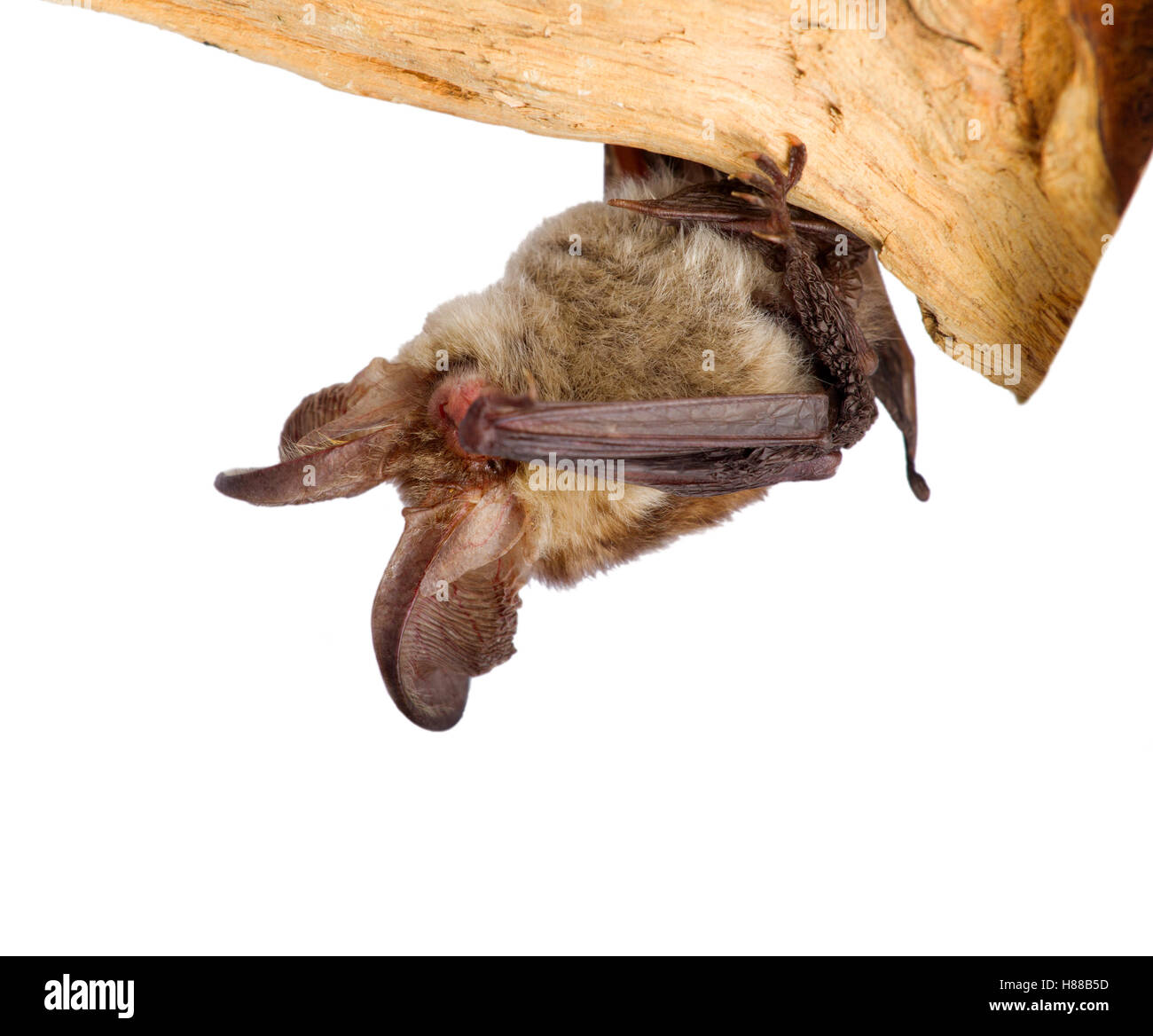 bat close up on a white background Stock Photo - Alamy