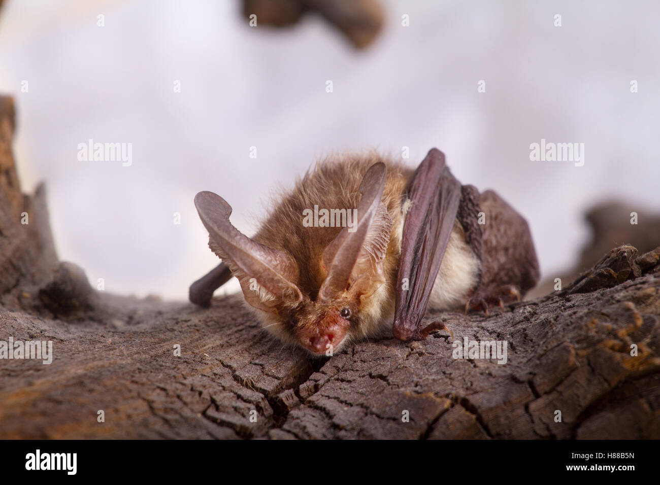 bat close up on a bark background Stock Photo - Alamy