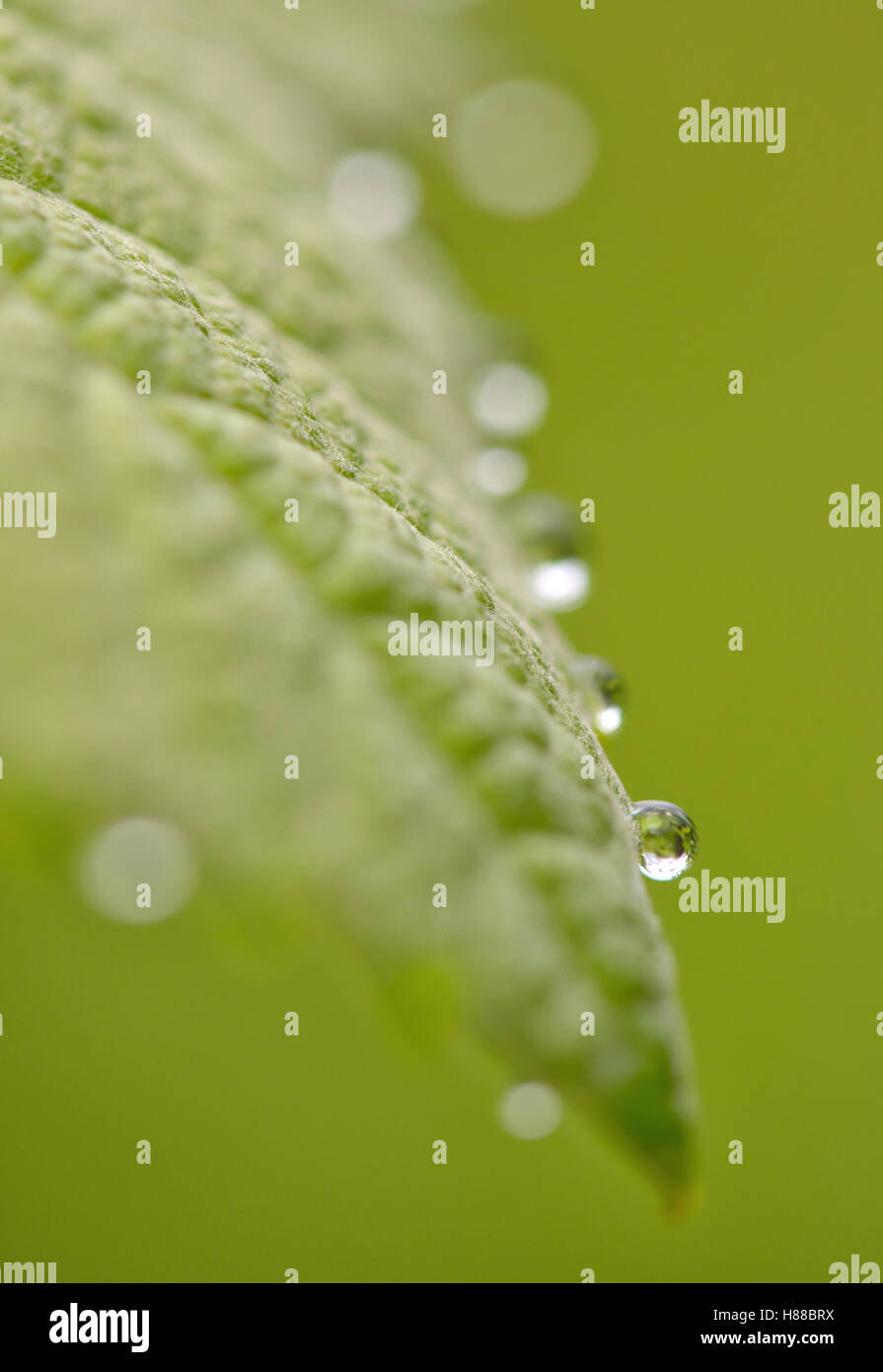 Rain water drops leaves hi-res stock photography and images - Alamy