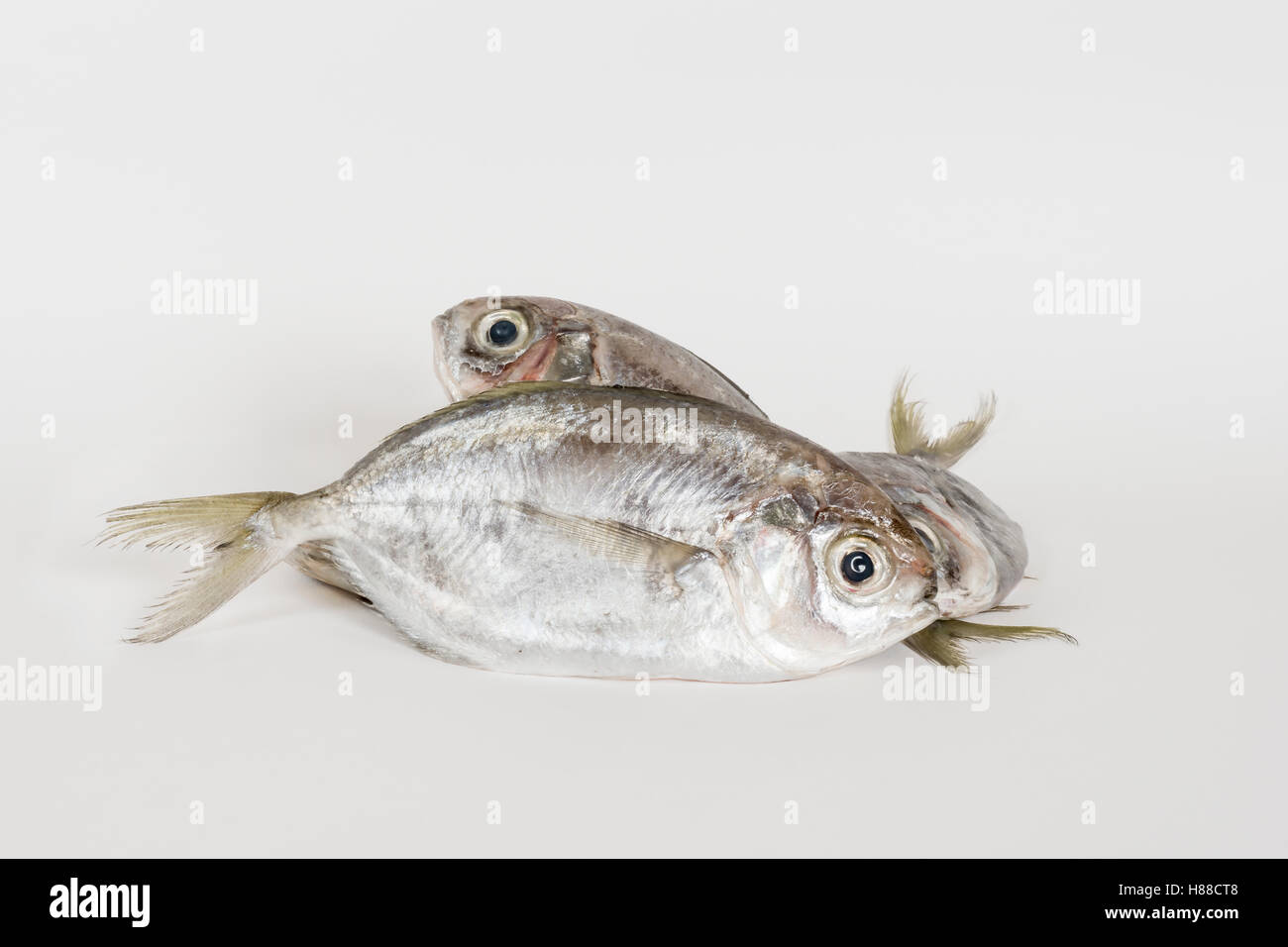 Trevally india hi-res stock photography and images - Alamy