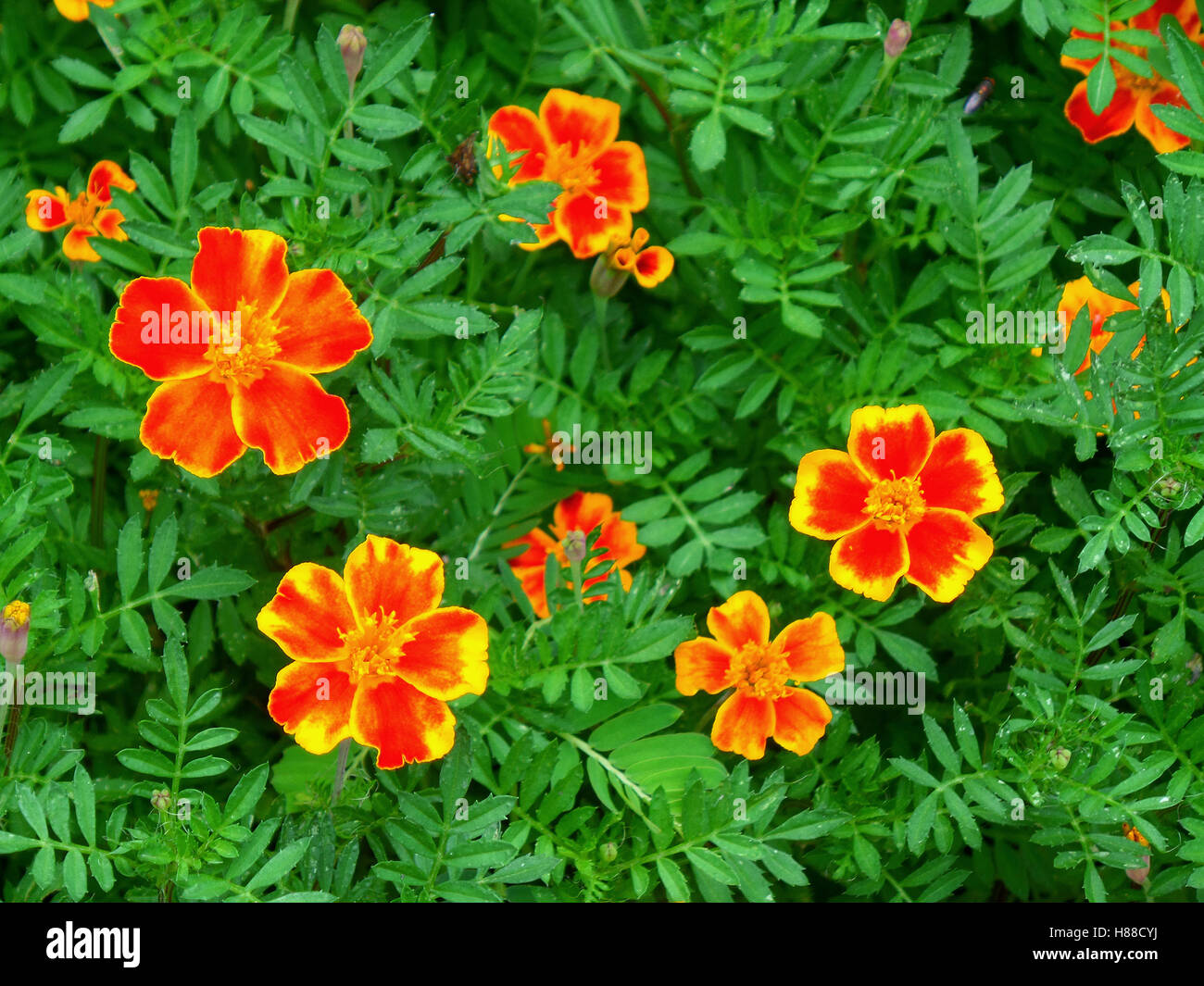 Plenty of vivid two-tone orange and yellow flowers blooming on the ...