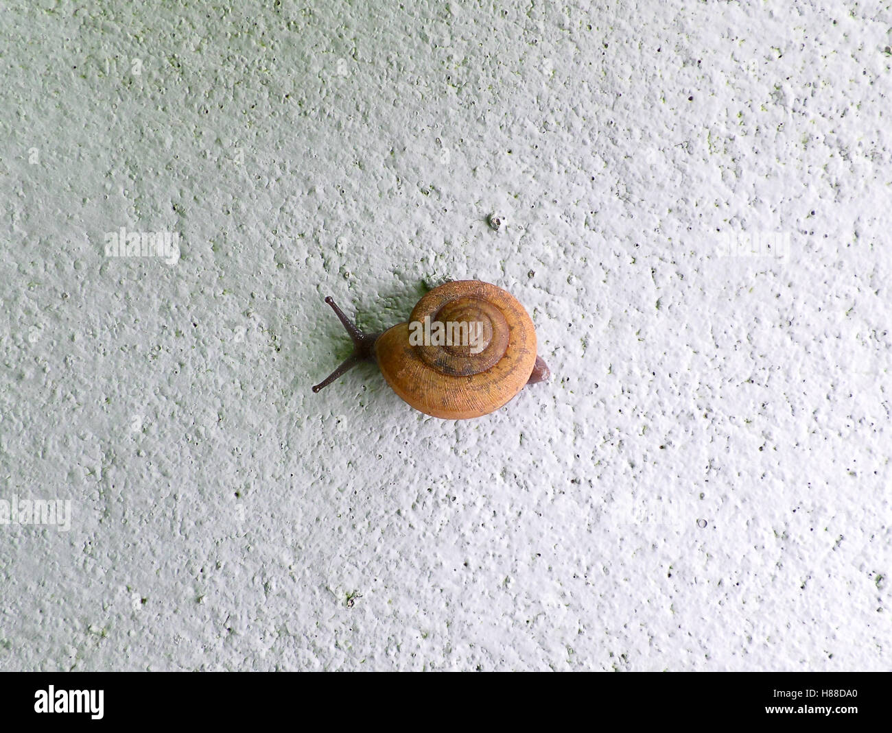 Close-up of a Little Snail Climbing on the White Concrete Wall Stock ...