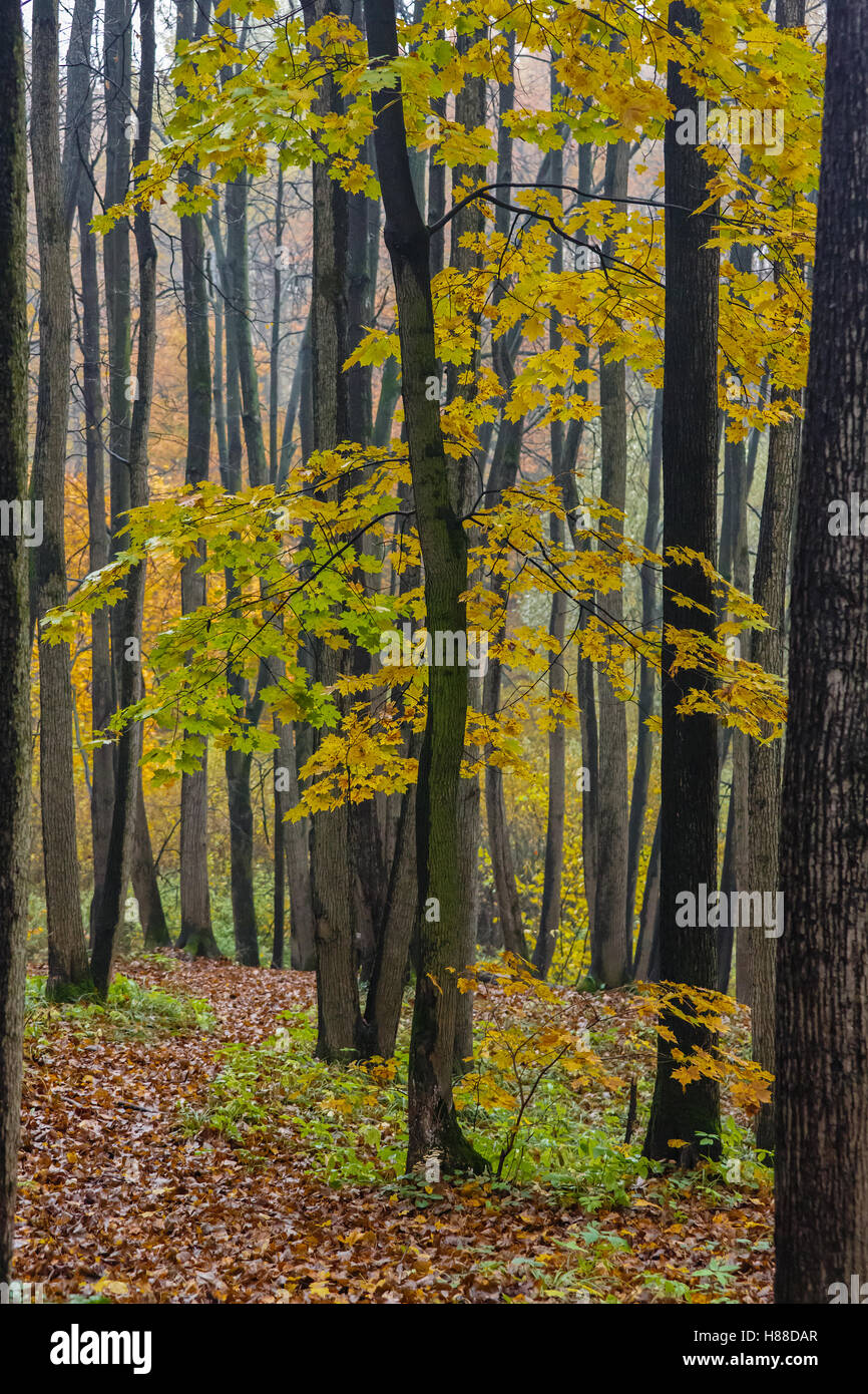 Fall season in the deciduous wood Stock Photo - Alamy