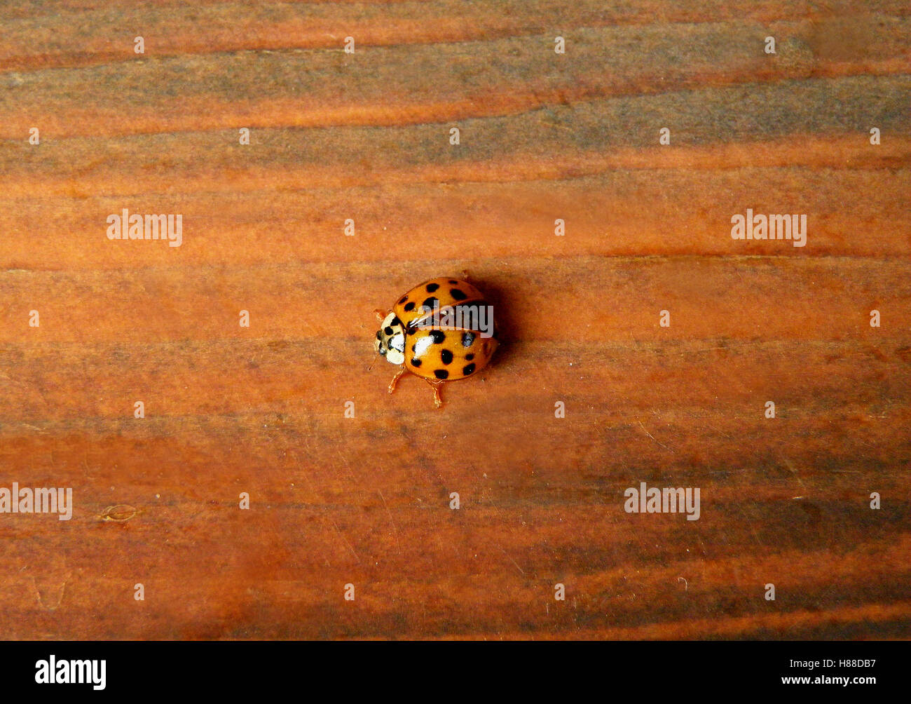 Dot beetle hi-res stock photography and images - Alamy