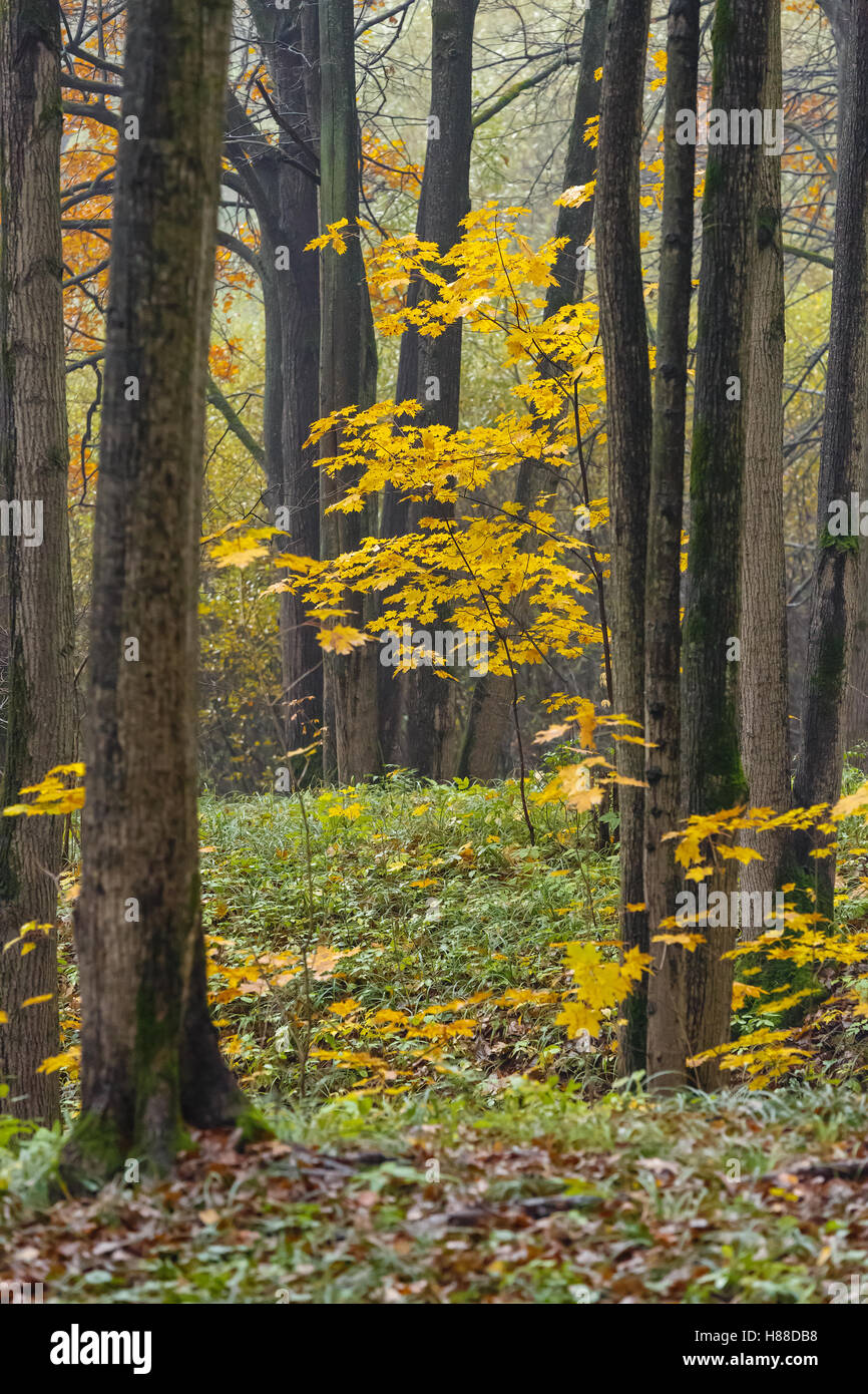Fall season in the deciduous wood Stock Photo - Alamy