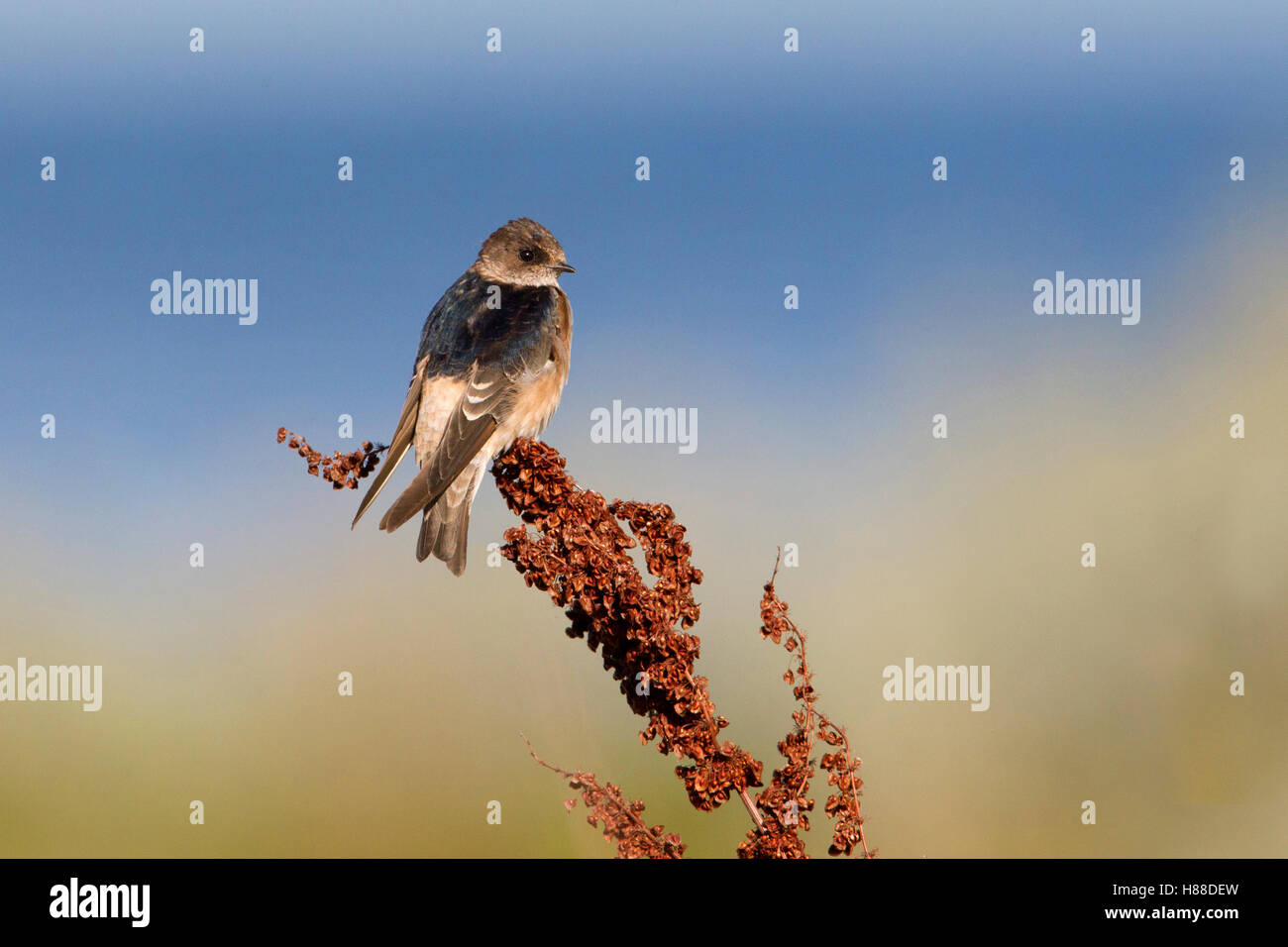 Tree Martin (Petrochelidon nigricans), Victoria, Australia Stock Photo ...