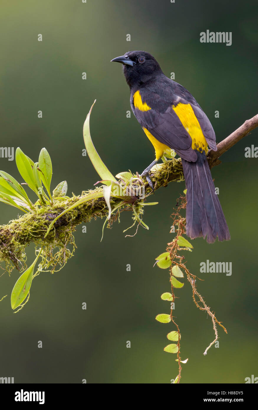 Black-cowled Oriole (Icterus dominicensis), Costa Rica Stock Photo - Alamy