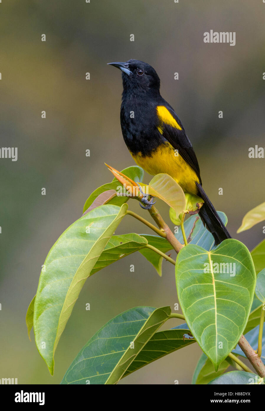 Black-cowled Oriole (Icterus dominicensis), Costa Rica Stock Photo - Alamy