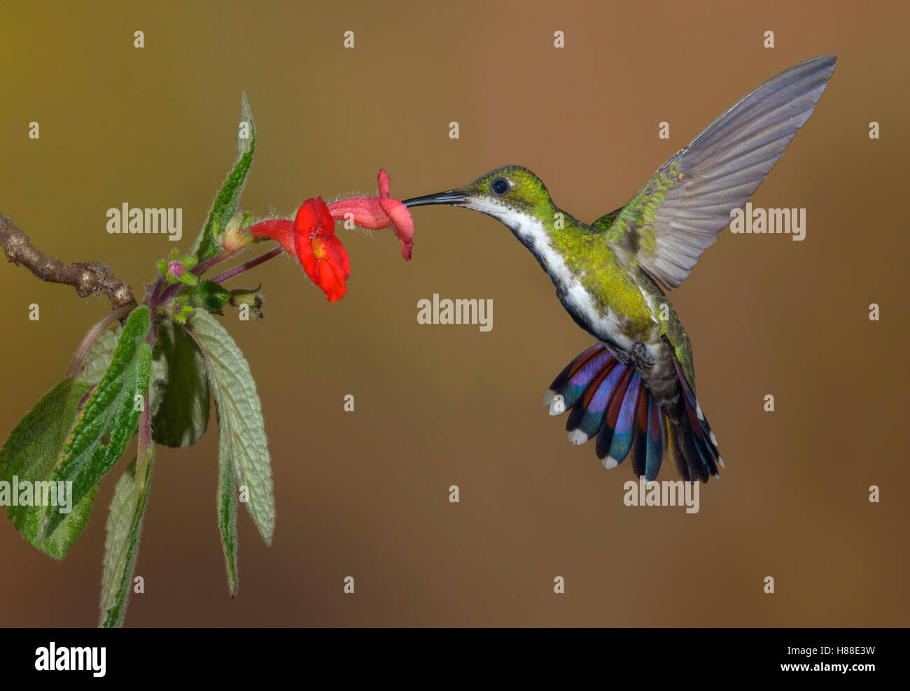 Green-breasted Mango (Anthracothorax prevostii) feeding on flower ...