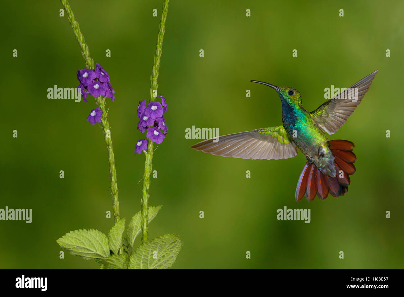 Green-breasted Mango (Anthracothorax prevostii) feeding on flower ...