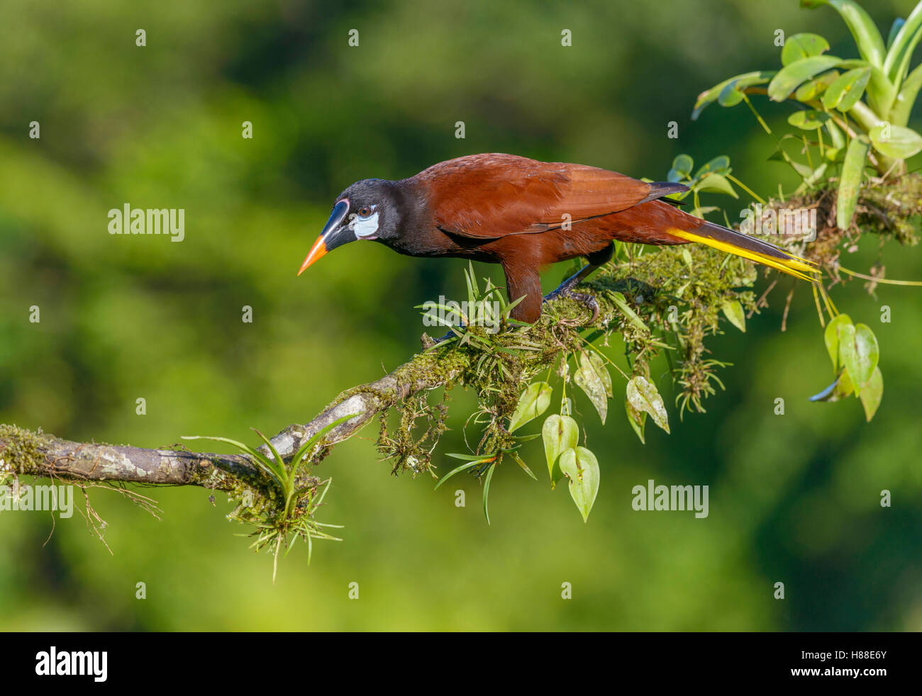 Montezuma Oropendola (Psarocolius montezuma), Costa Rica Stock Photo ...