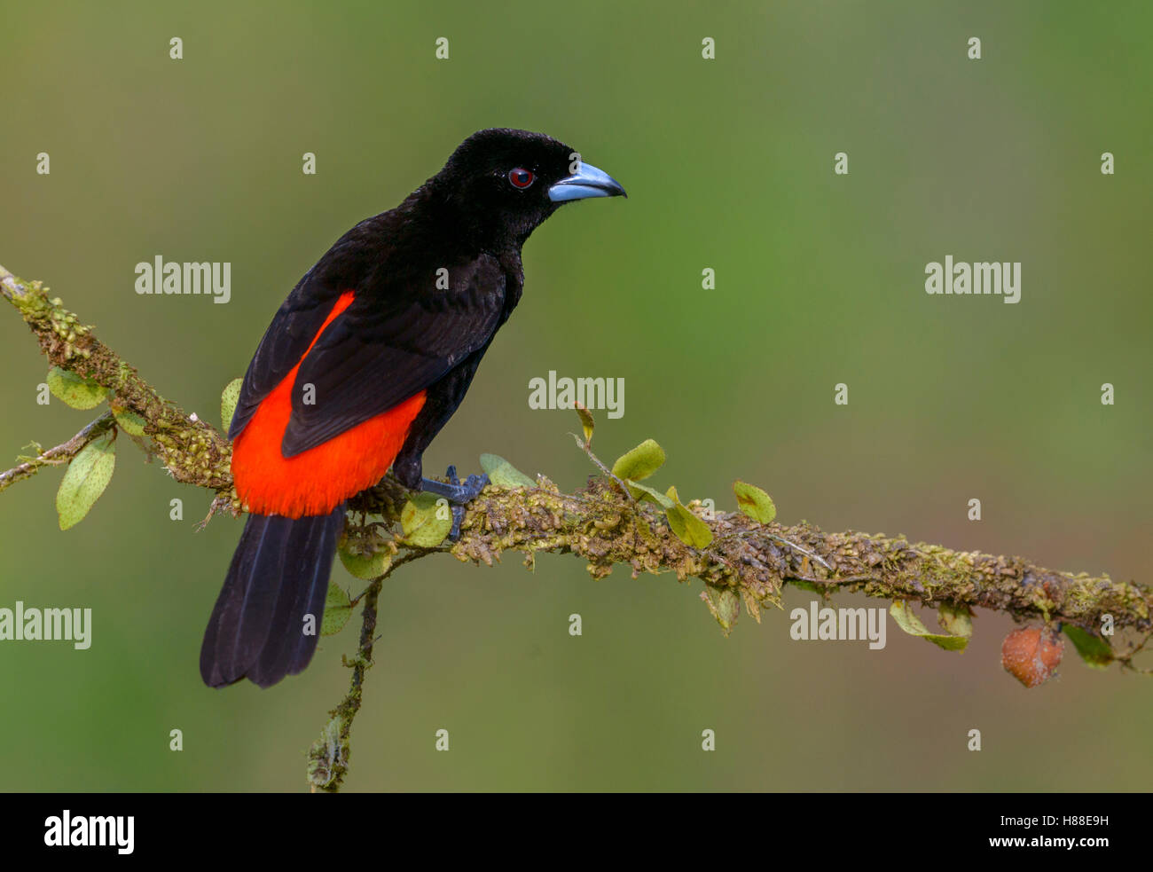 Scarlet-rumped Tanager (Ramphocelus passerinii) male, Costa Rica Stock ...