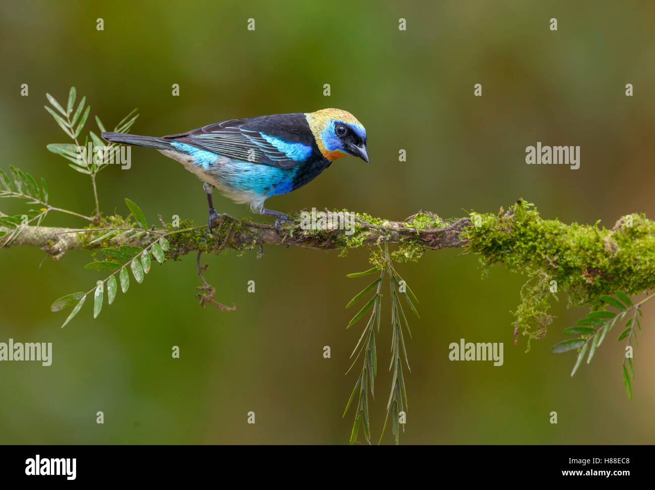 Golden-hooded Tanager (Tangara larvata), Costa Rica Stock Photo - Alamy
