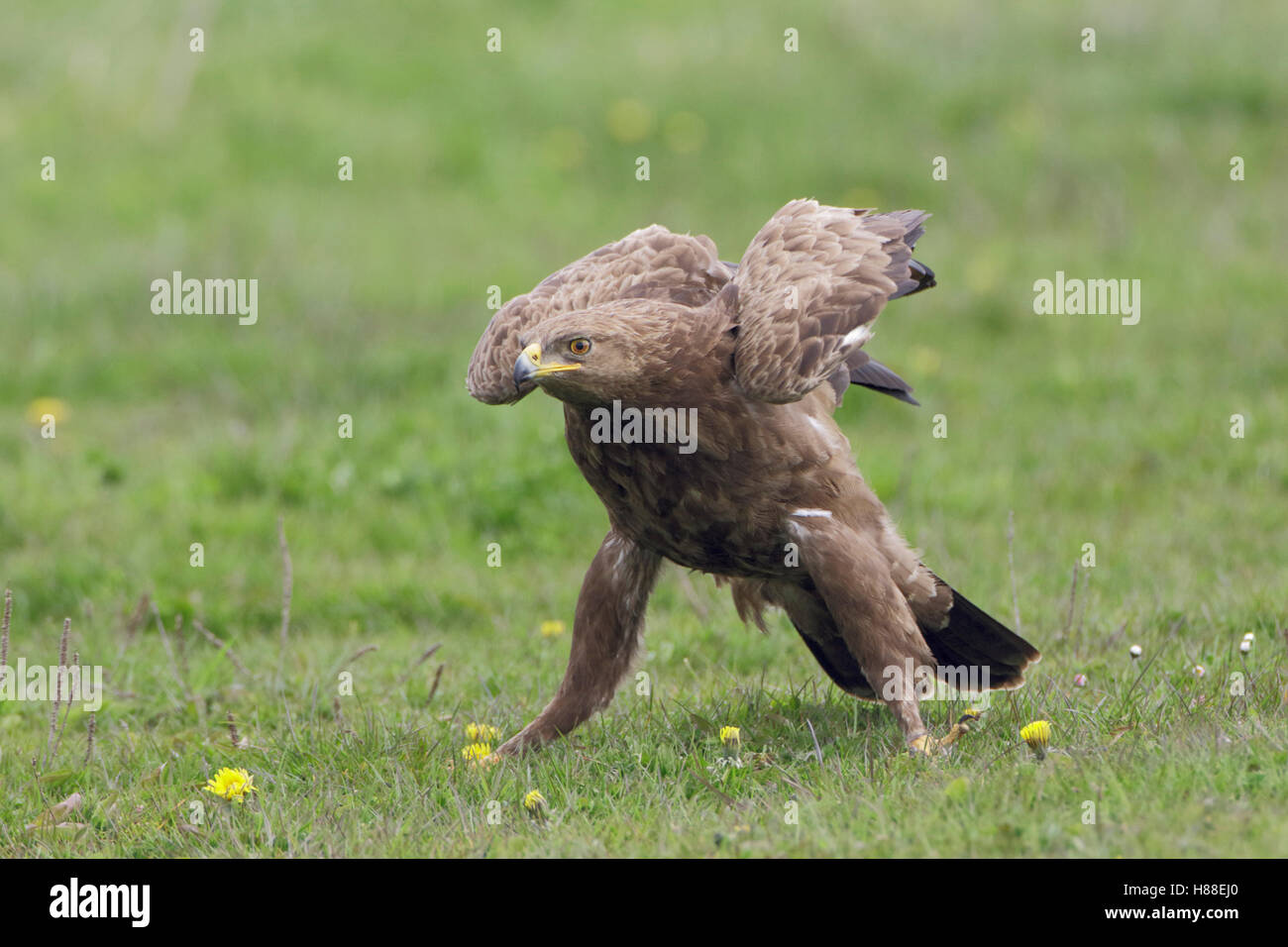 Lesser Spotted Eagle (Aquila pomarina) in aggressive posture, native to ...