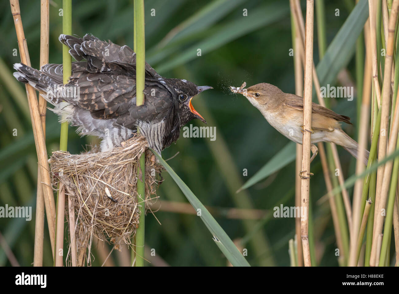 Eurasian Reed-Warbler (Acrocephalus scirpaceus) feeding parasitic ...