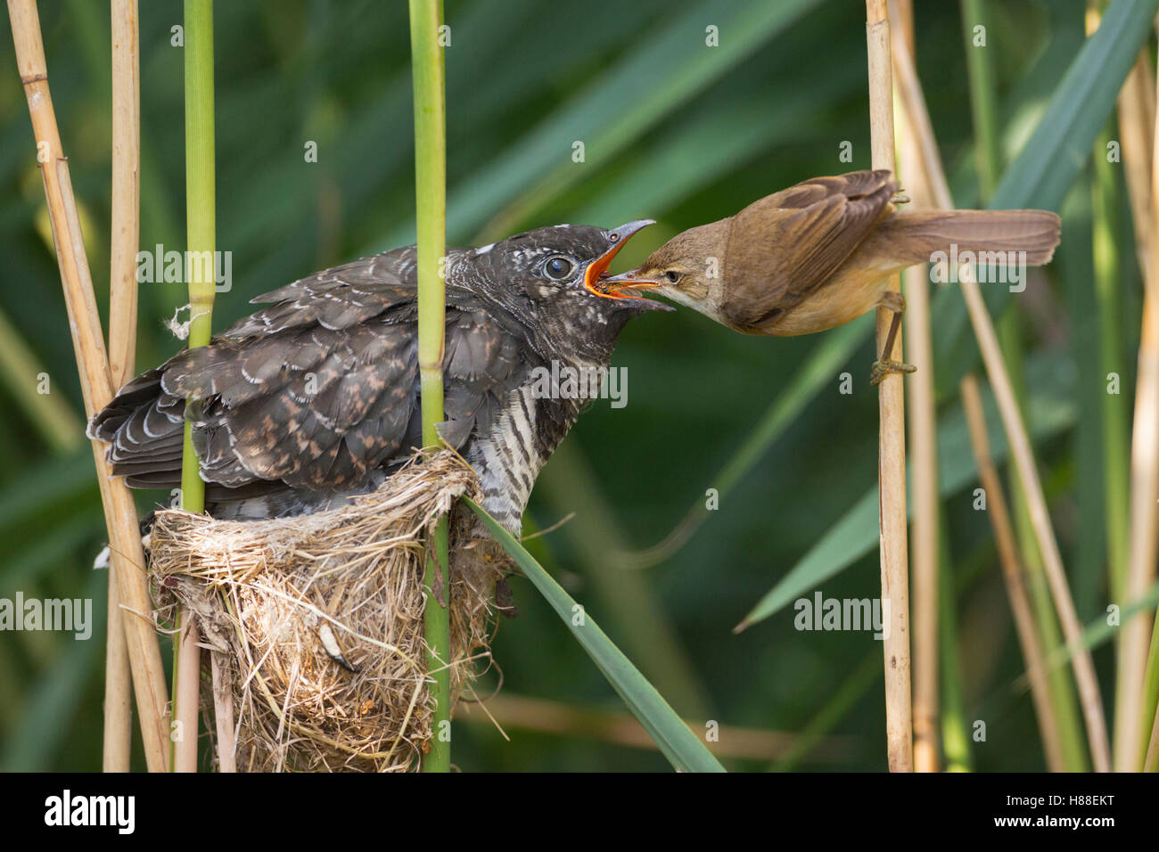 Eurasian Reed-Warbler (Acrocephalus scirpaceus) feeding parasitic ...