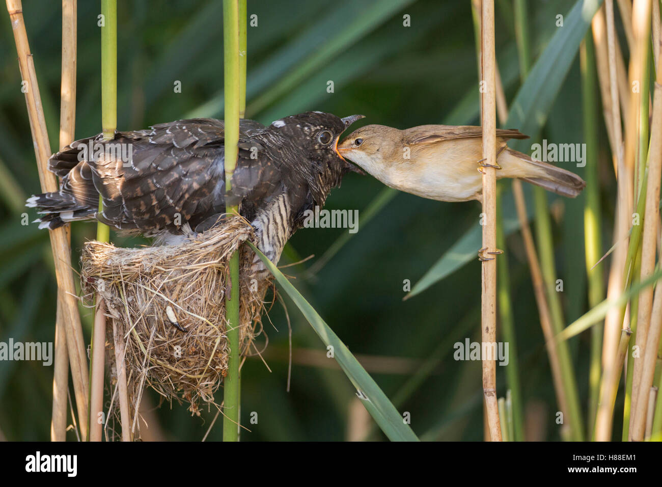 Eurasian Reed-Warbler (Acrocephalus scirpaceus) feeding parasitic ...