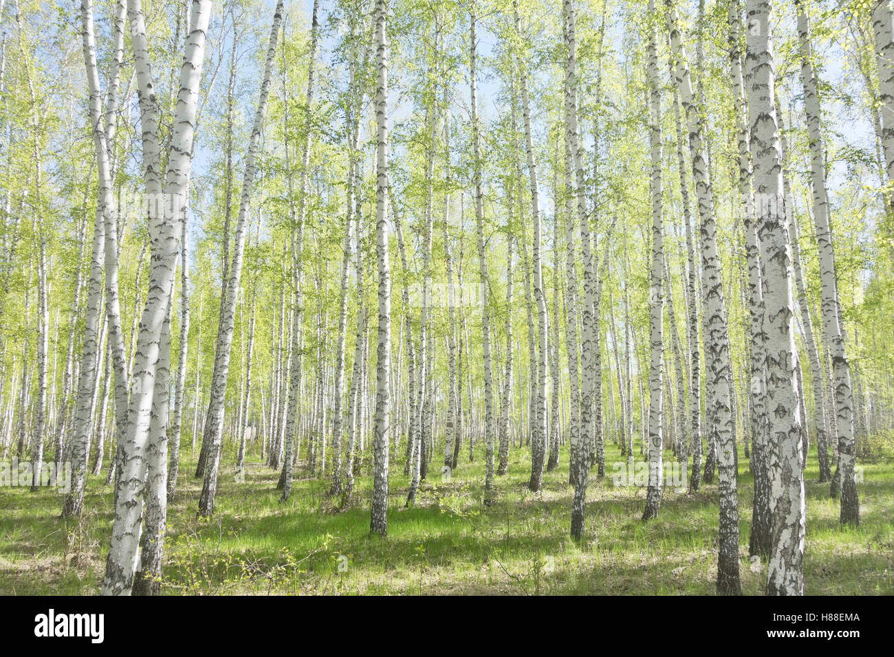 birch forest background Stock Photo - Alamy