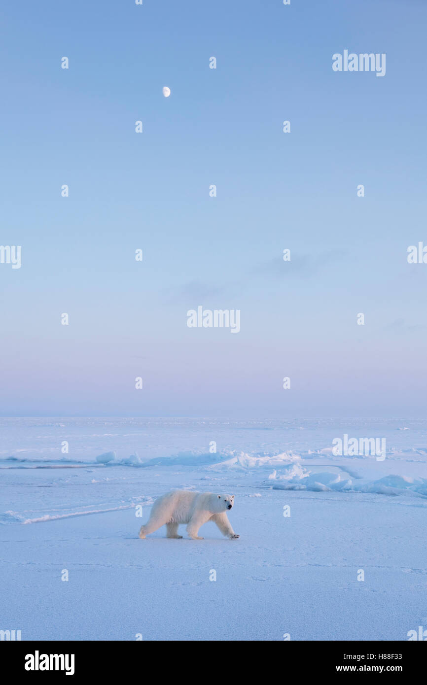 Polar Bear (Ursus maritimus) on ice with moon in late winter, Svalbard ...
