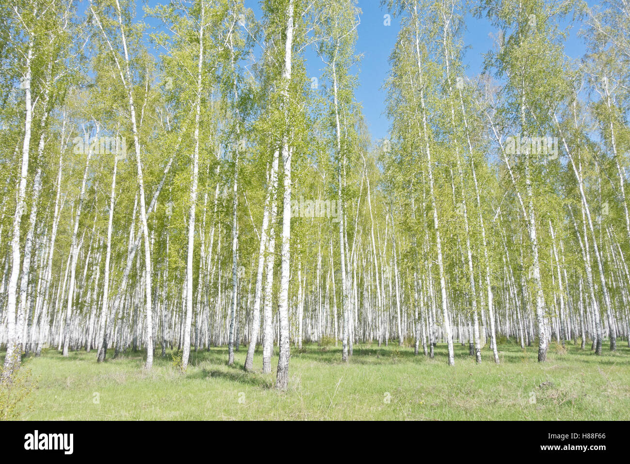 birch forest background Stock Photo - Alamy