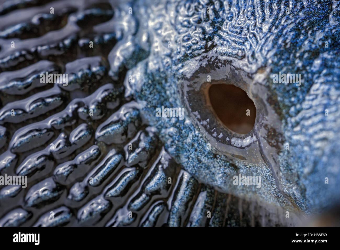 Carpathian Blue Slug (Bielzia coerulans) pneumostome, Slovakia Stock ...