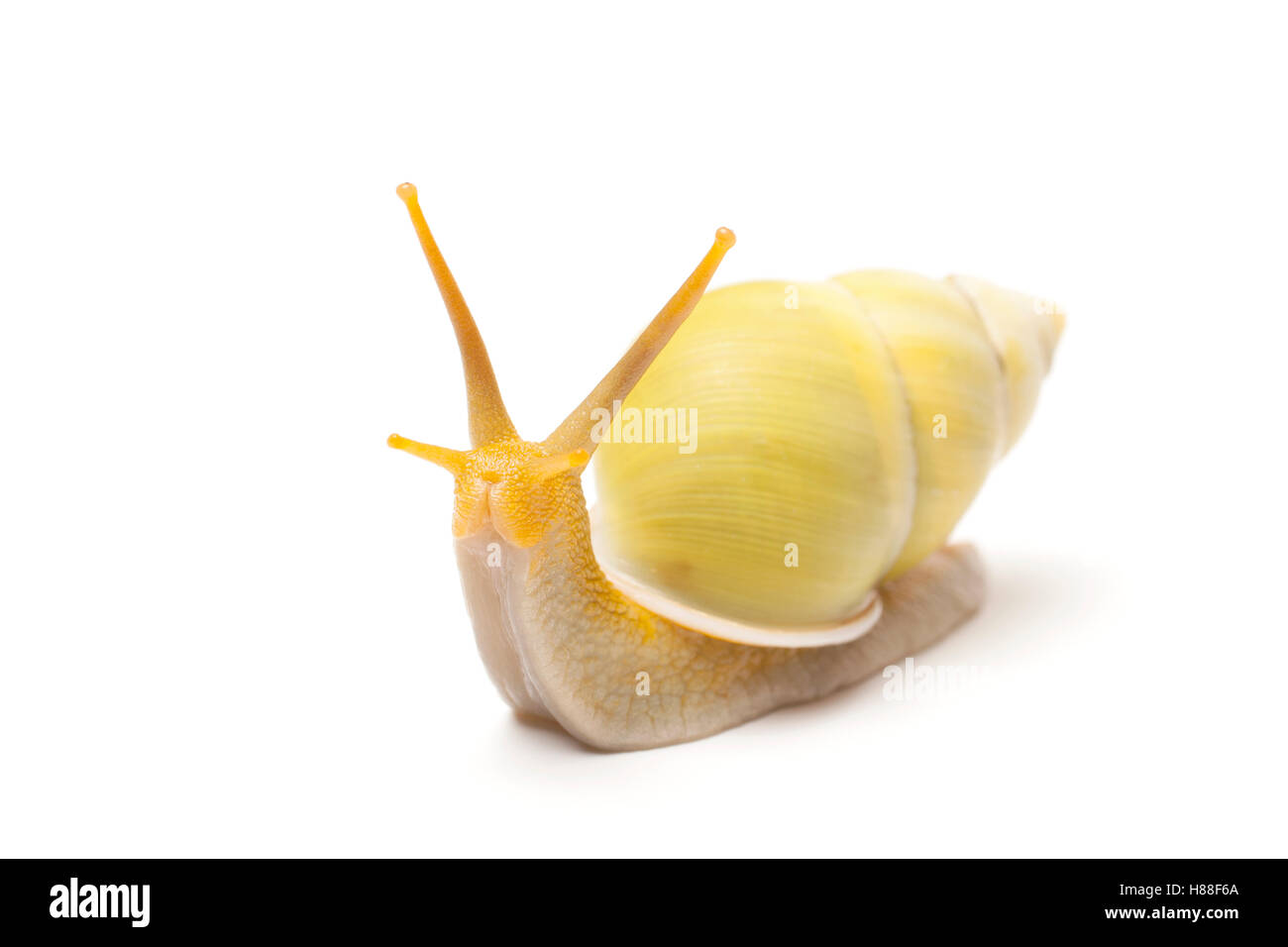 Land Snail (Amphidromus sp), Indonesia Stock Photo - Alamy