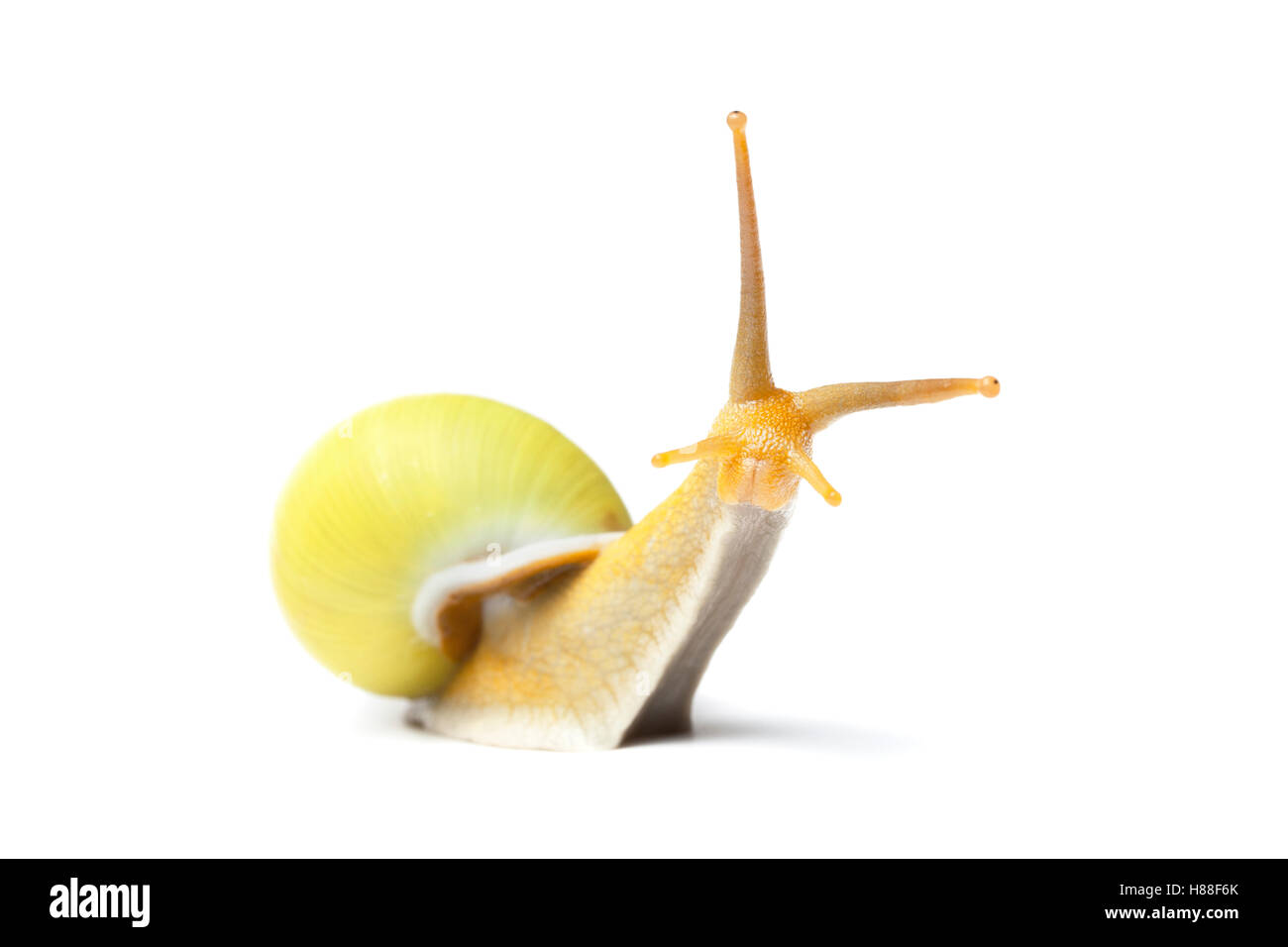 Land Snail (Amphidromus sp), Indonesia Stock Photo - Alamy