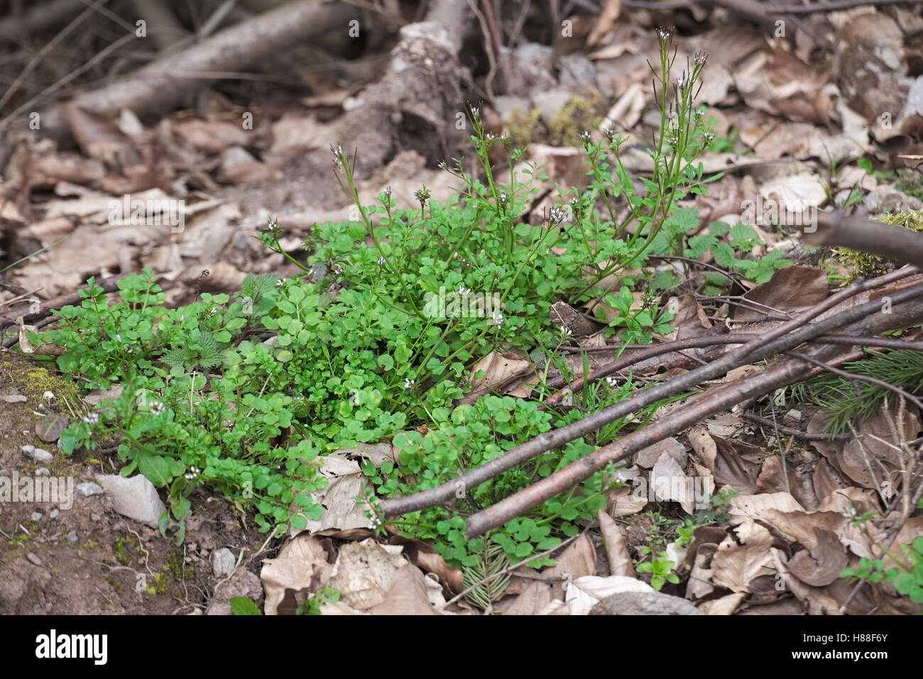 Hairy bittercress (Cardamine hirsuta) plant in spring Stock Photo - Alamy
