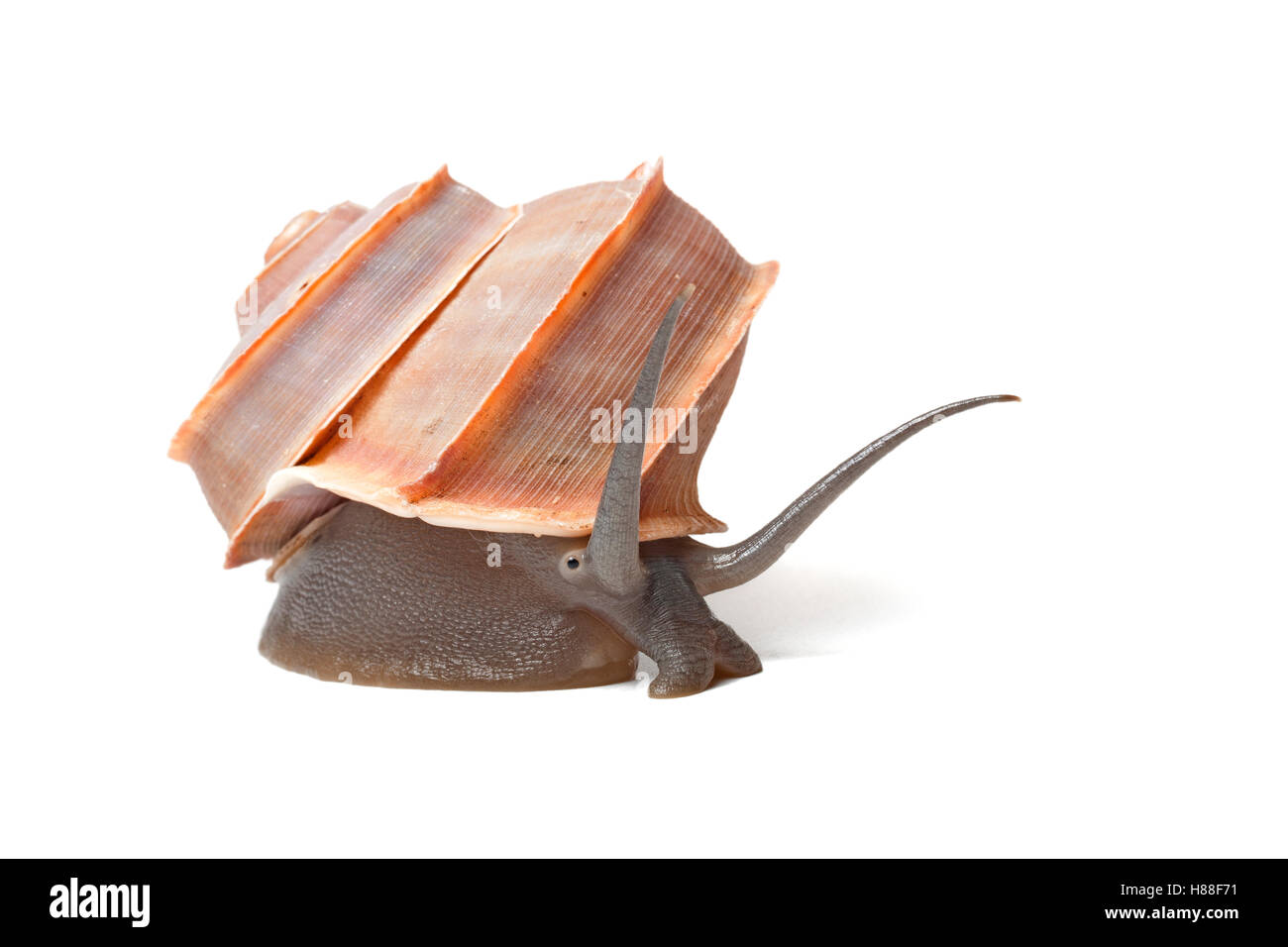 Land Snail (Tropidophora cuvieriana), Madagascar Stock Photo - Alamy