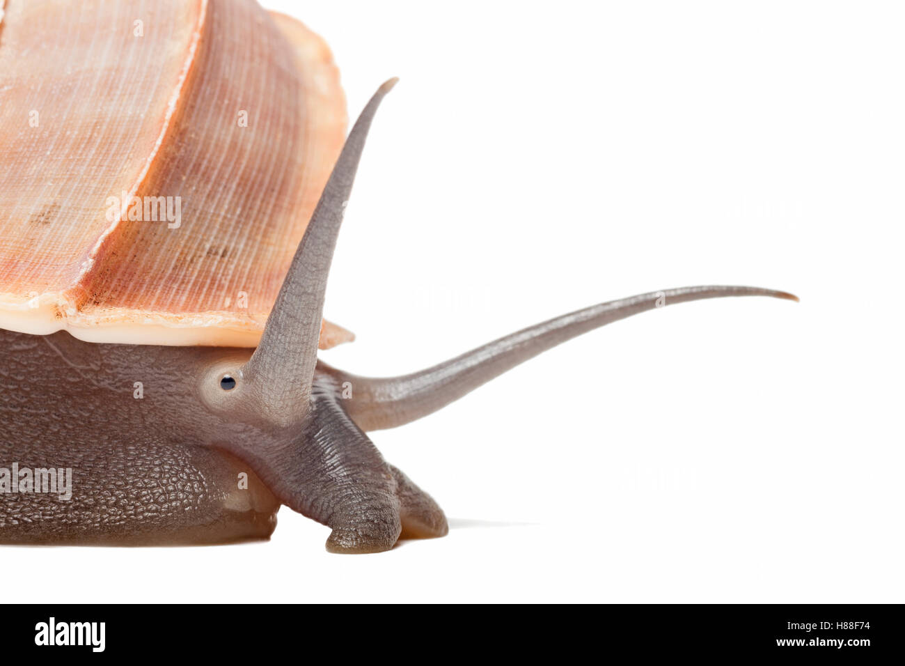 Land Snail (Tropidophora cuvieriana), Madagascar Stock Photo - Alamy