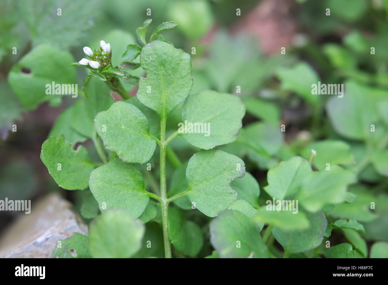 Macro of hairy bittercress (Cardamine hirsuta) leaves and blossoms ...