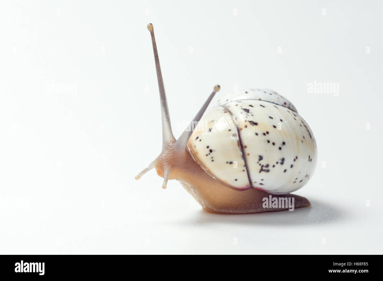 Land Snail (Polymita muscarum splendida), Cuba Stock Photo - Alamy